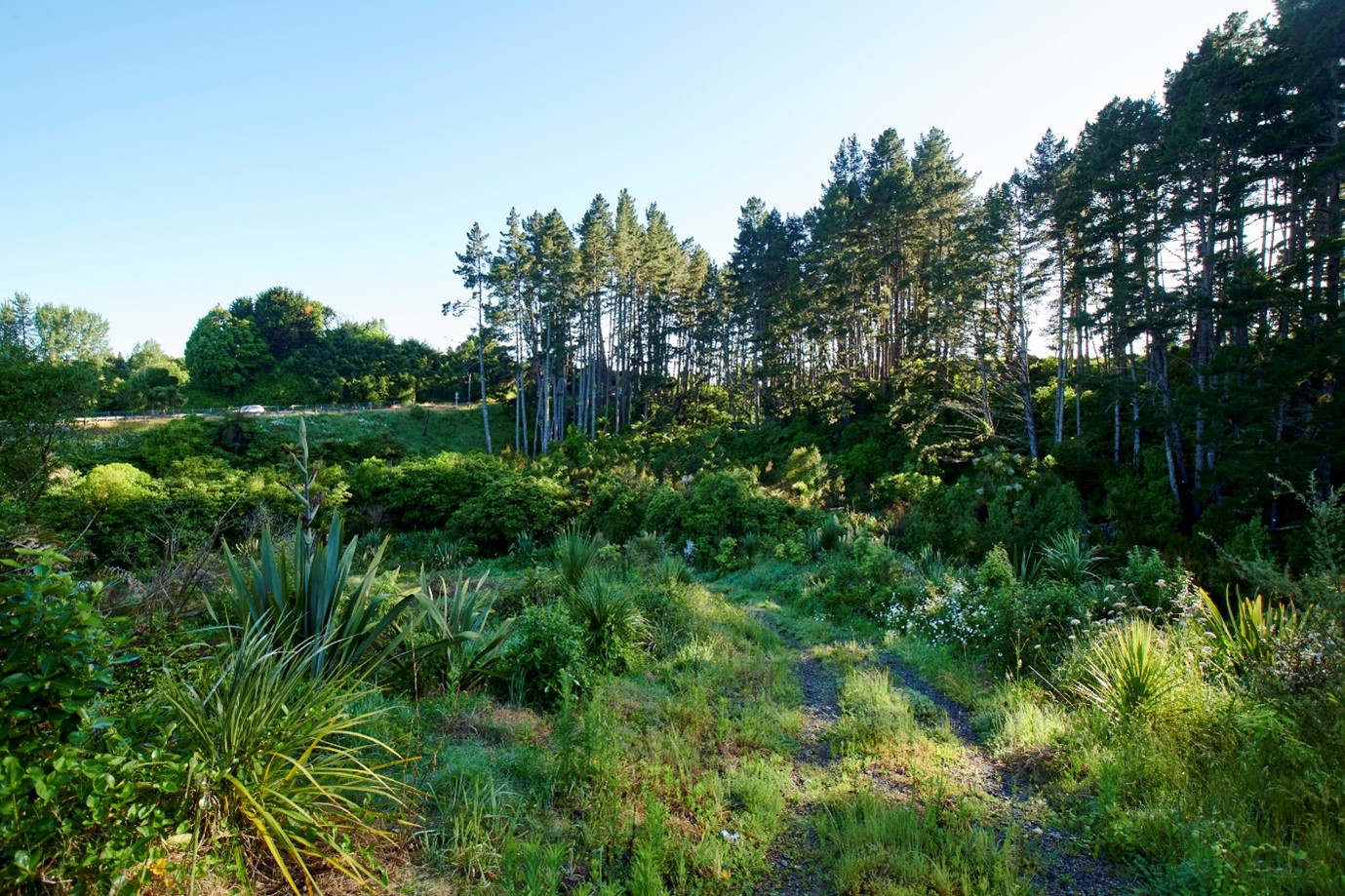 Tamahere Reserve (Crawford's Quarry) proposed change of purpose